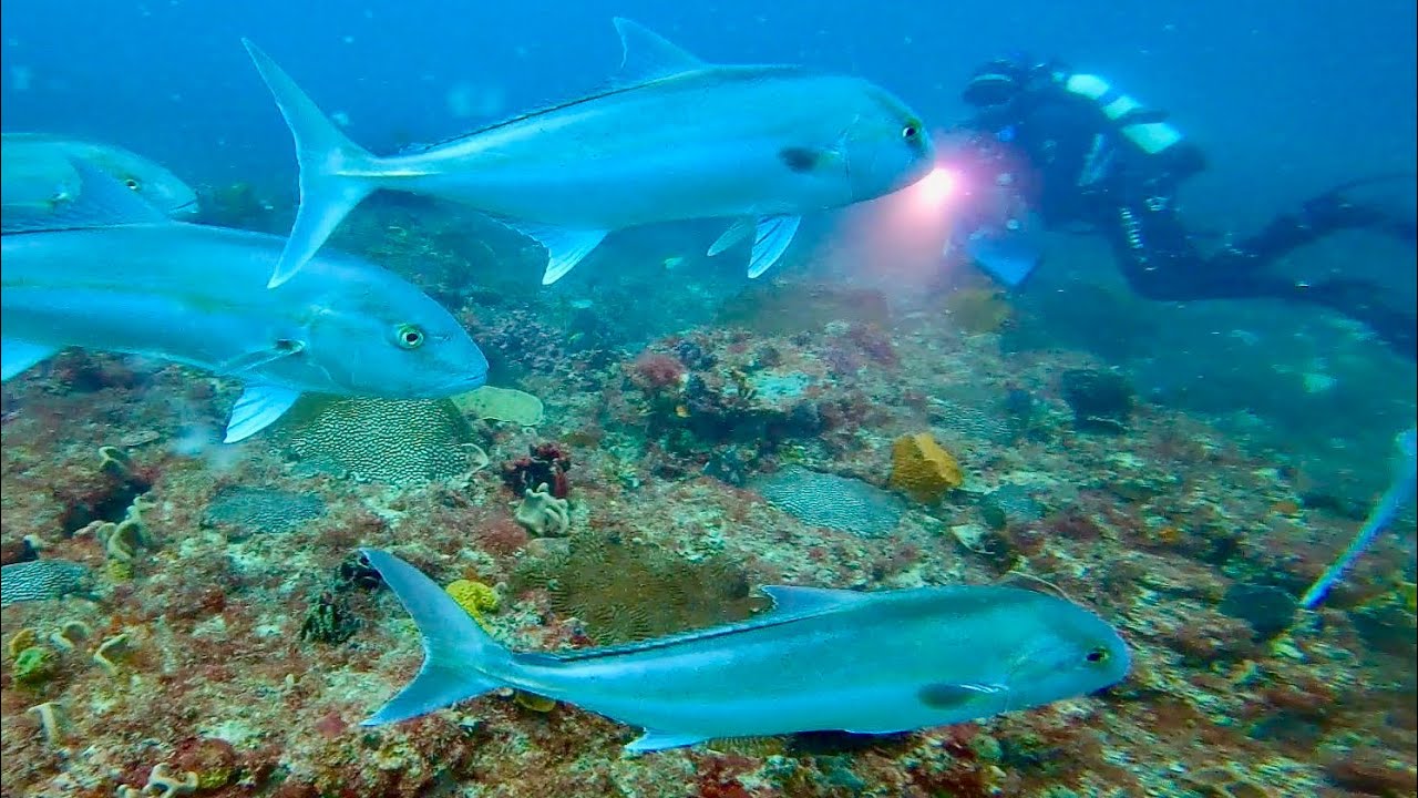 Sambo Reef. 26th Oct 2024 diving off Perth, WA - YouTube
