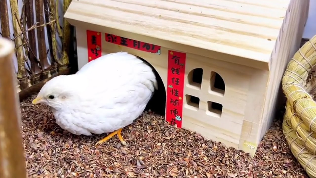 Home Quail Breeding | Quail laying Eggs | quail Farming - YouTube