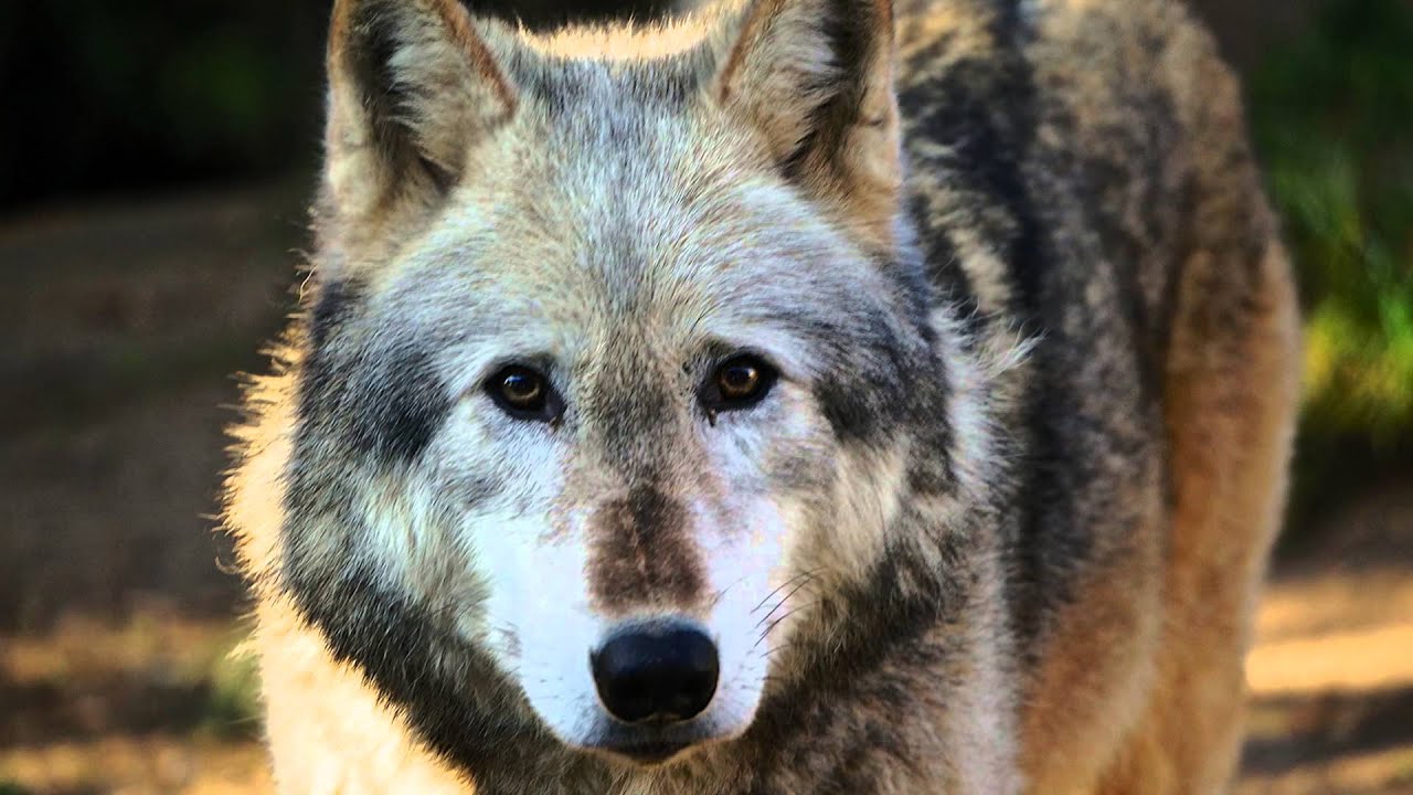Wolves Escape Colchester Zoo 'Update' - YouTube