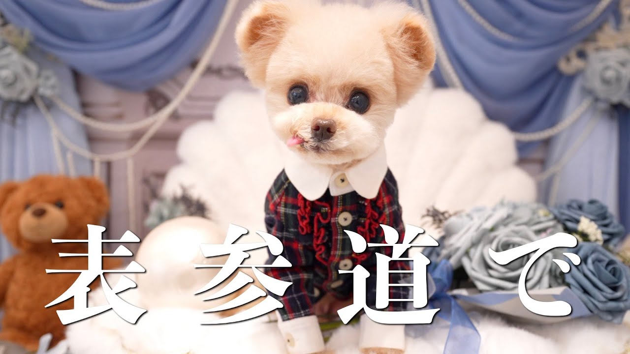 撮影してから新しく出来たBawcleに行ってみたら最高でしたw【トイプードル】 - YouTube