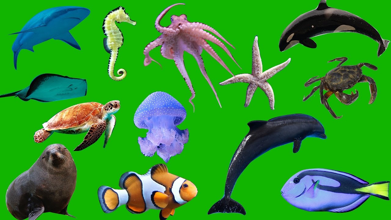 26 Sea Animal Names With Pictures PNG Temal 26-sea-animal-names-with-pictures-png-temal