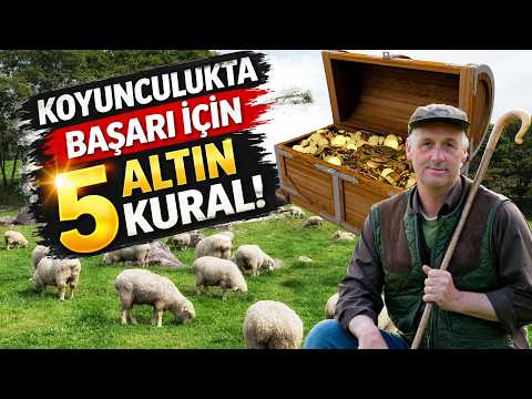 🎯💥KOYUNCULUKTA BAŞARI İÇİN 5 ALTIN KURAL🏆#koyun #koyunculuk #hayvancılık #küçükbaş #çiftlik #sheep