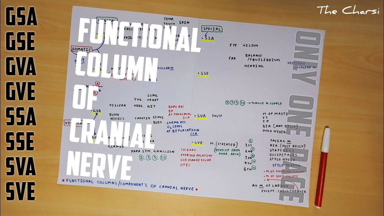 Functional Column of Cranial Nerve (Only One Page) | TCML - YouTube