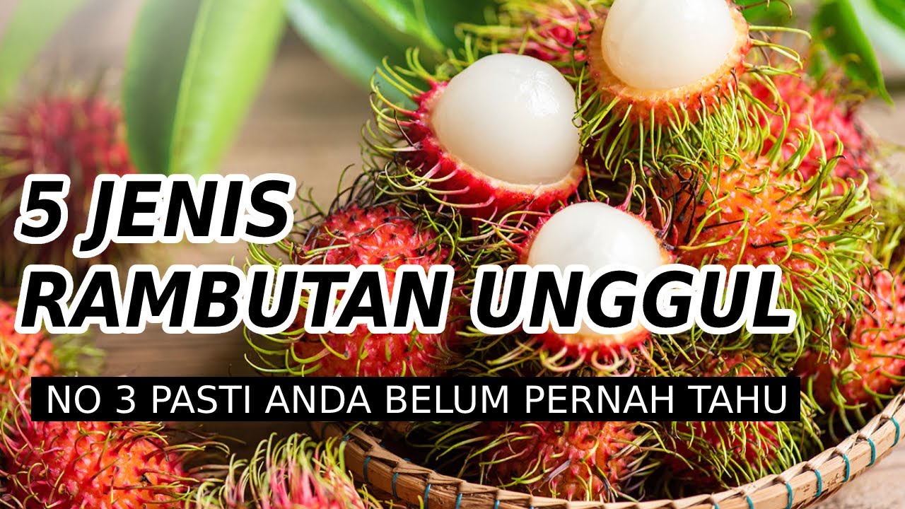 5 Jenis Rambutan Yang Cocok Untuk Di Budidayakan | Bibit Rambutan ...
