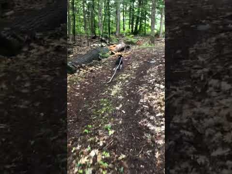 Scooter thinks he’s a lab - YouTube