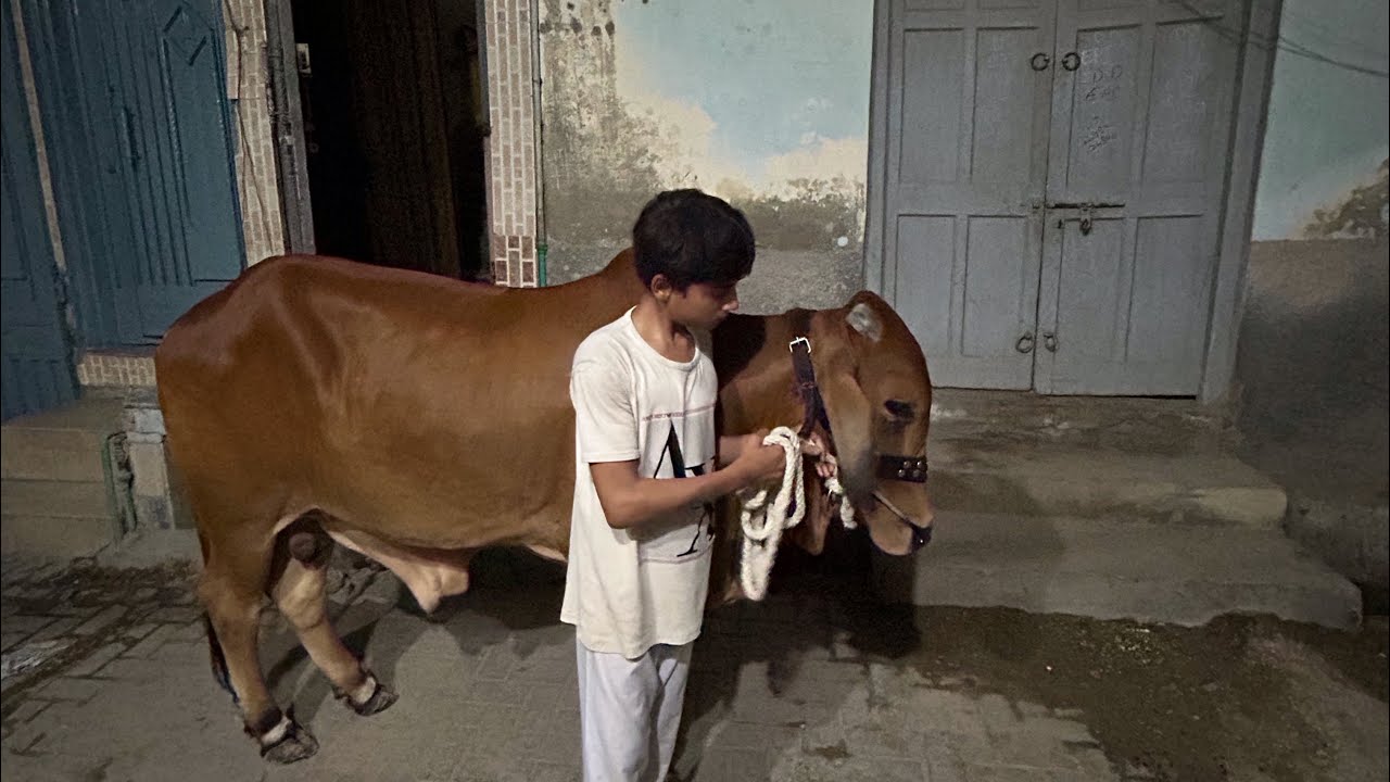 Last day with my cow 🥺😭😭Emotional - YouTube