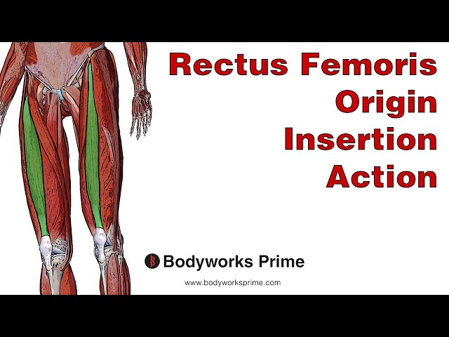 Rectus Femoris