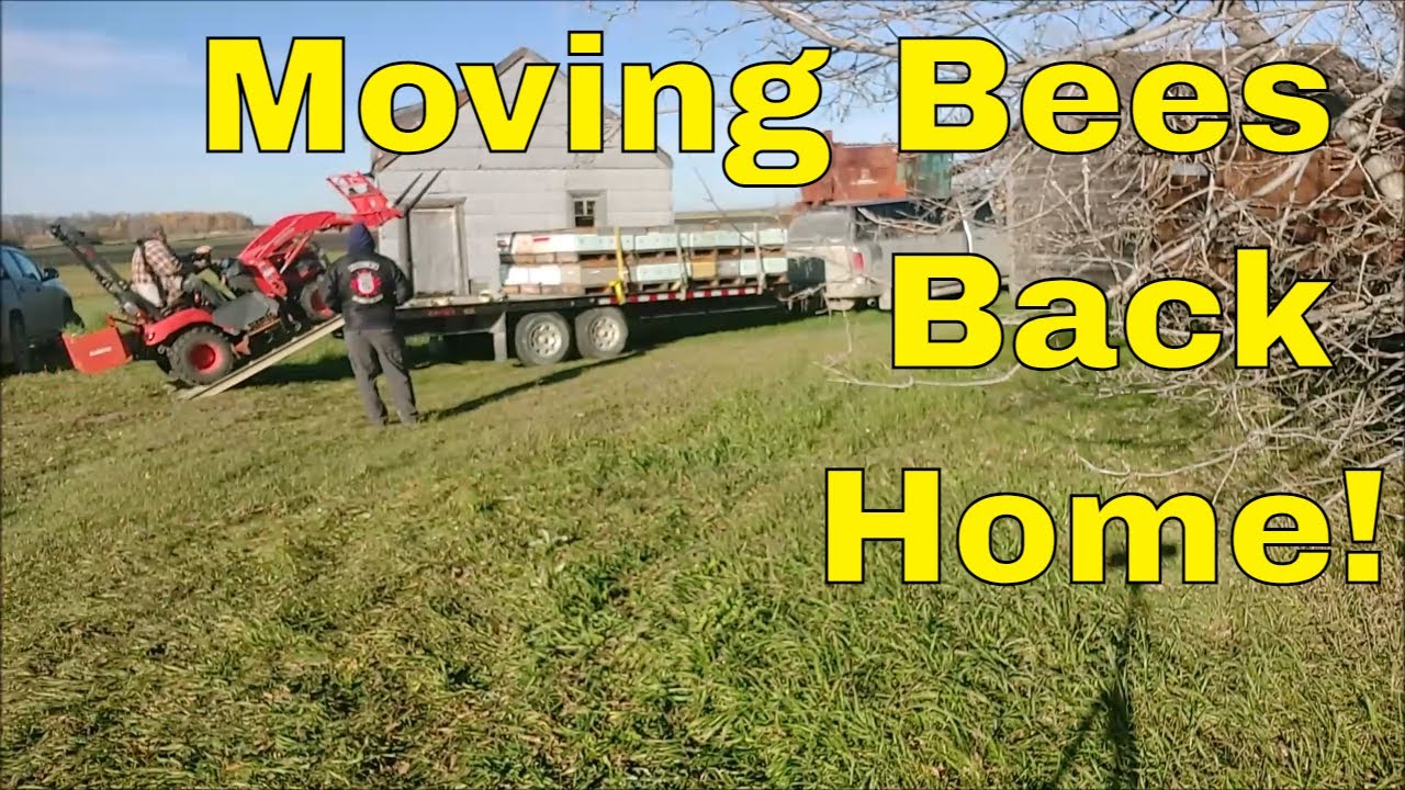 Moving Bees Home - That Bee Man - YouTube