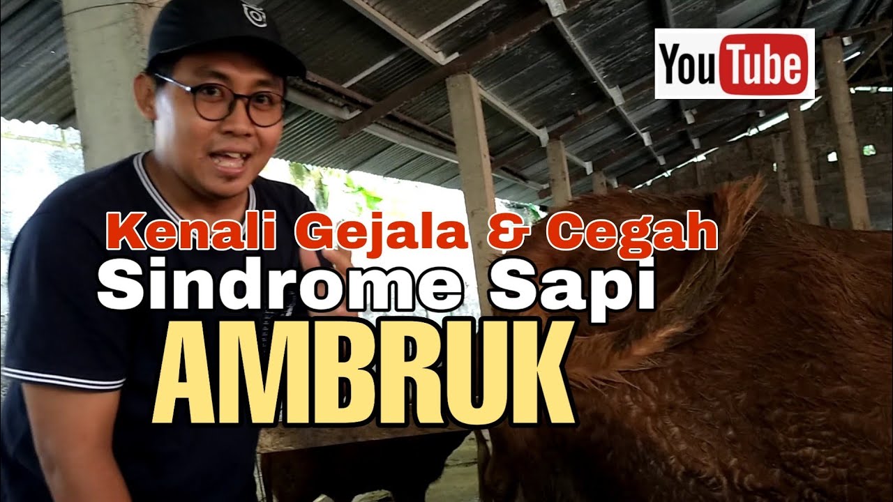 Kenali Gejala Awal Sindrome Sapi Ambruk, Sebelum Fatal. - YouTube