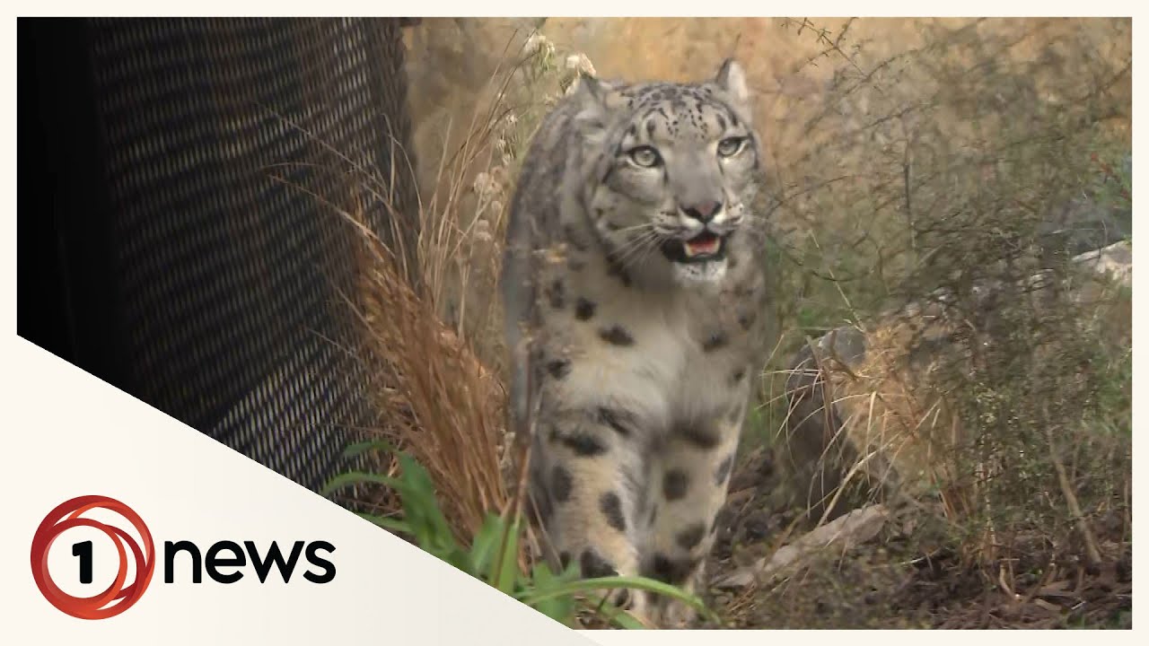 Wellington Zoo welcomes snow leopard siblings - YouTube