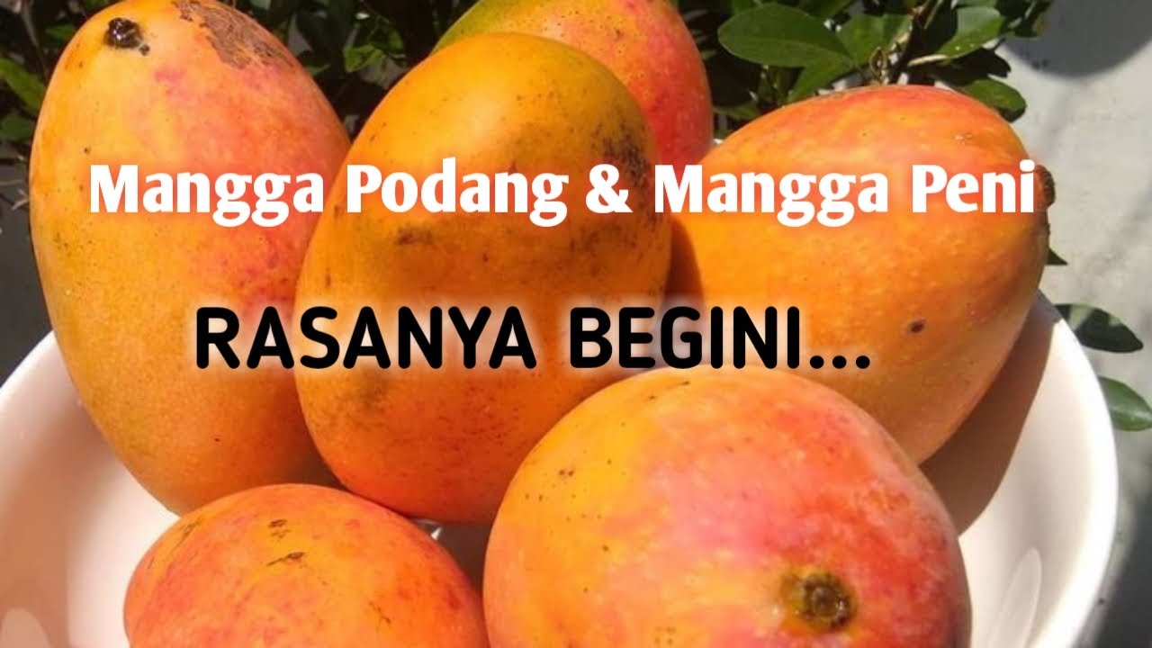 MANGGA PODANG DAN MANGGA PENI. RASANYA BEGINI.... - YouTube