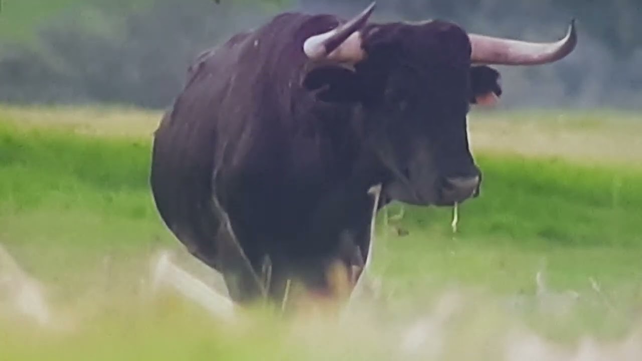 las edades del.toro - YouTube