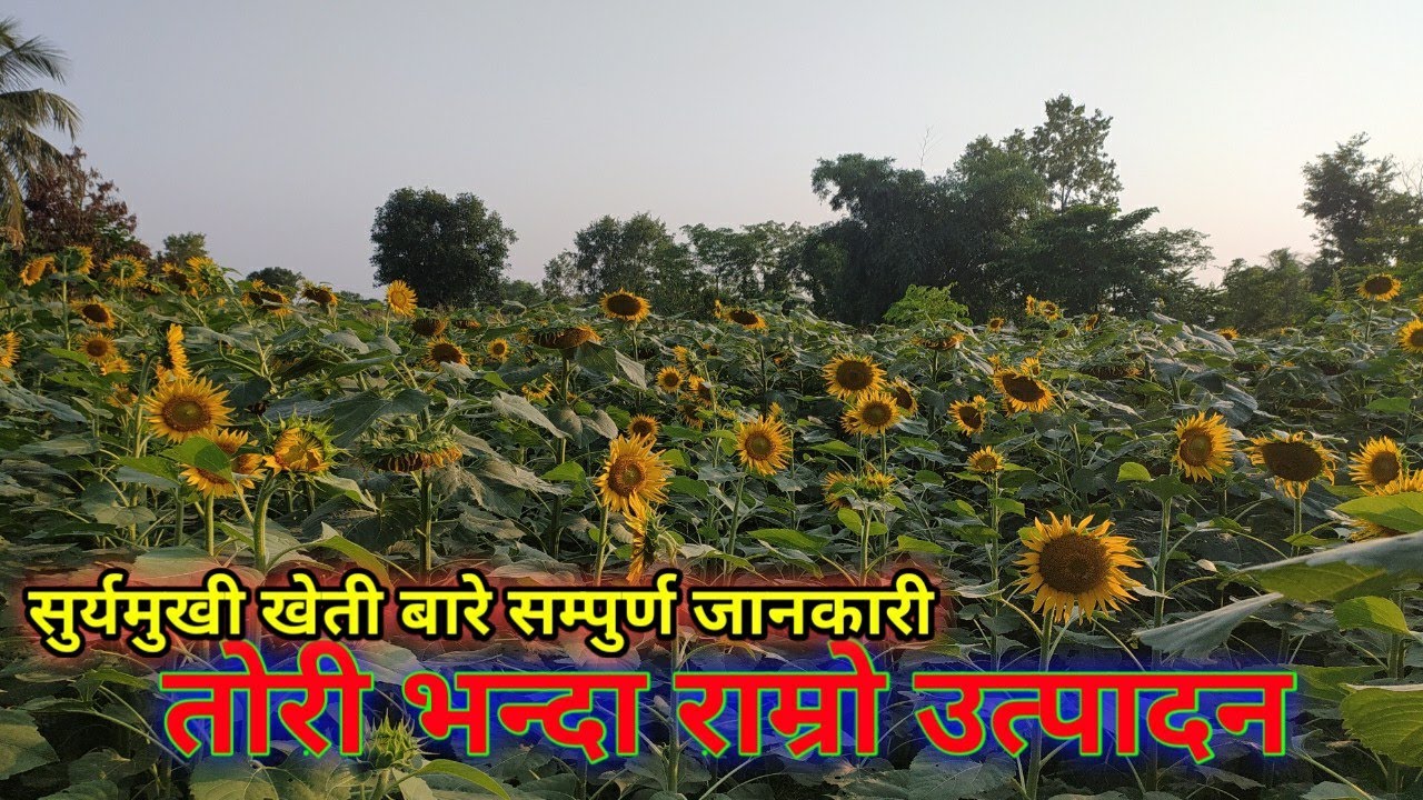 Suryamukhi kheti ।।सुर्यमुखी खेती।। #sunflower#suryamukhi# - YouTube