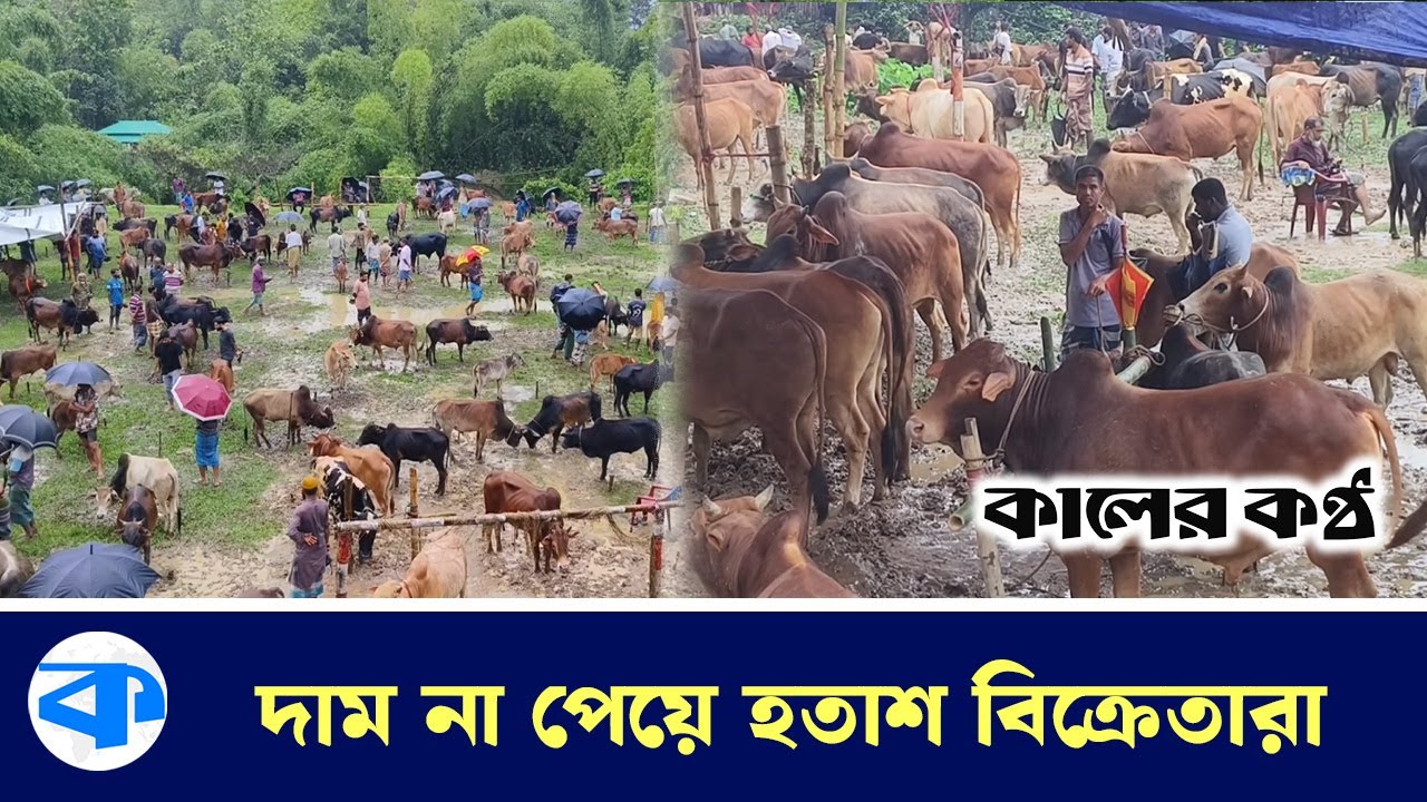 বৃষ্টিতেও জমজমাট পানছড়ির পশুর হাট | Cow Haat | Cattle Market ...
