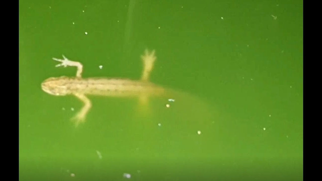 NEWTS SWIMMING IN POND - YouTube