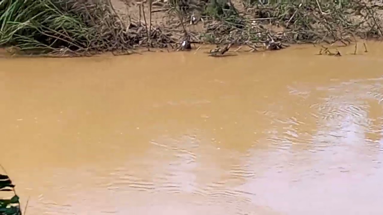 Caroni River Bank, Trinidad - YouTube
