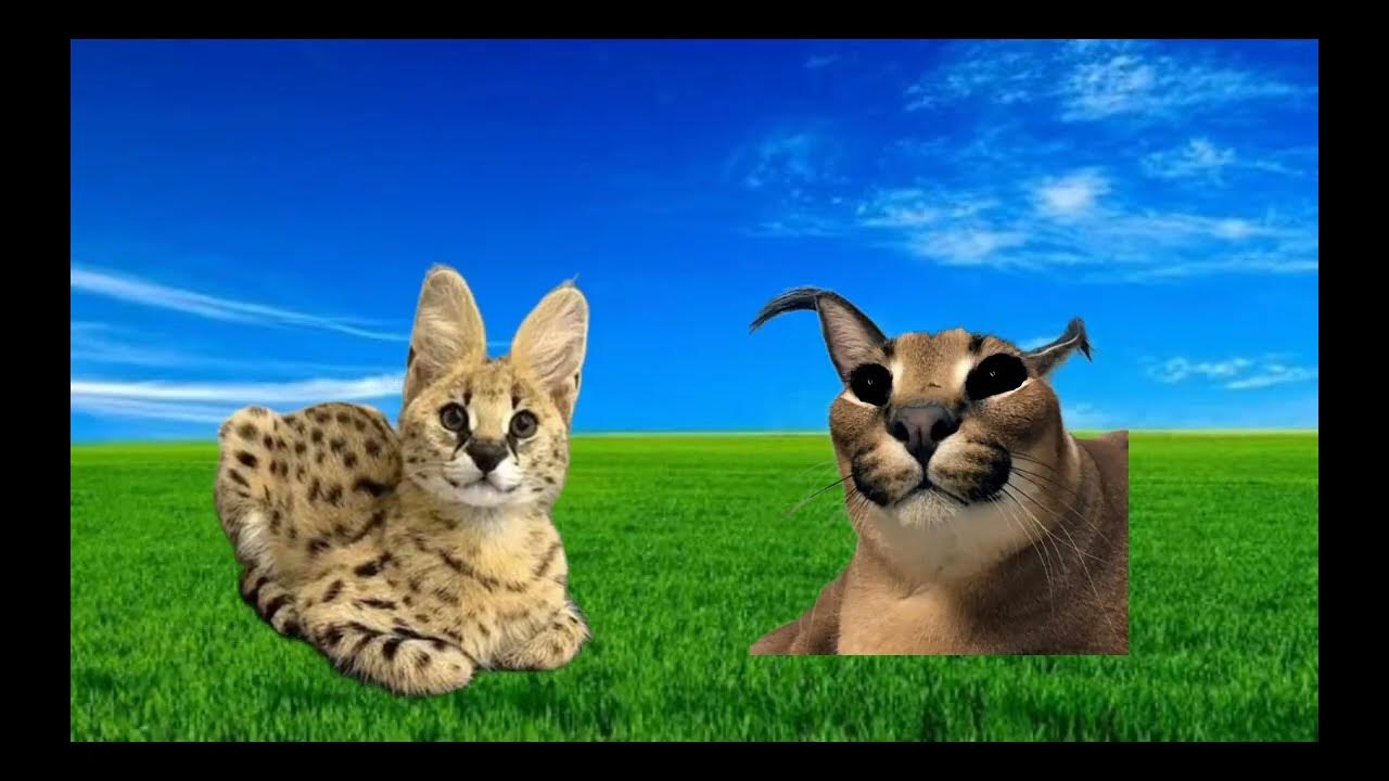 муда муда муда - YouTube