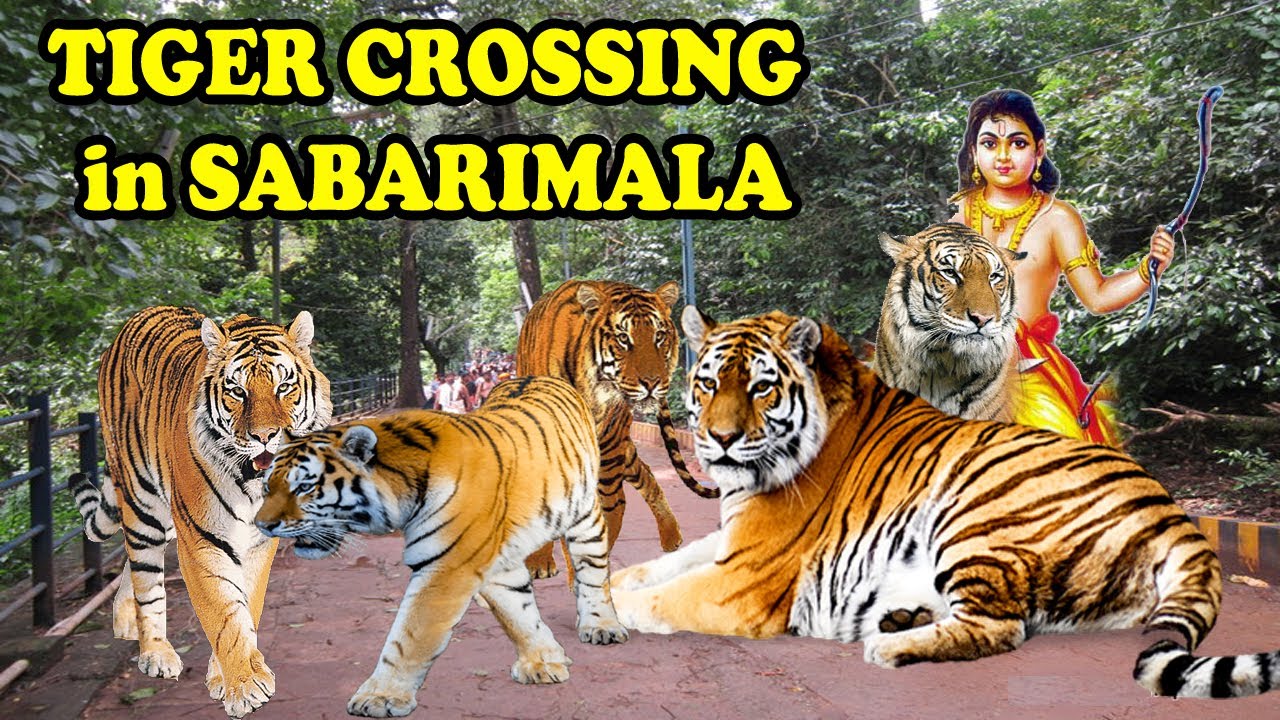 Tiger in Sabarimala Sannidhanam - YouTube