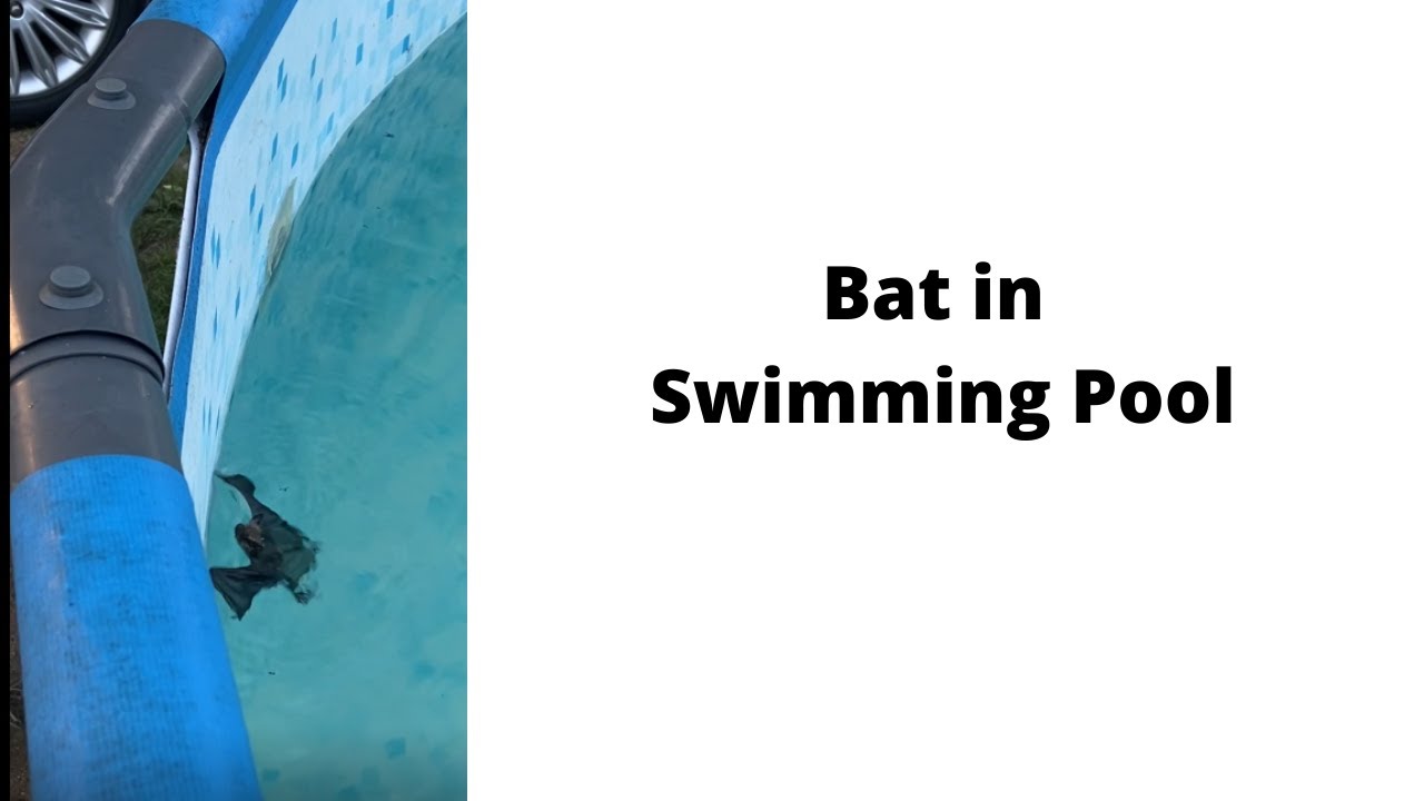 Bat in Swimming Pool - YouTube