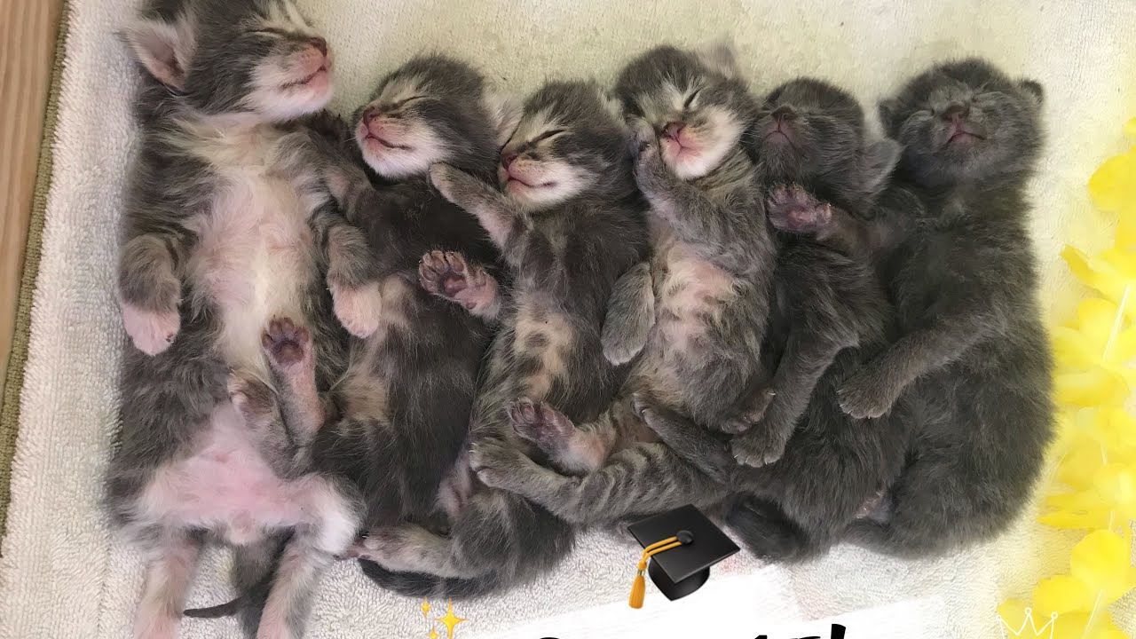 Baby kittens Day-15 start to play each other! - YouTube