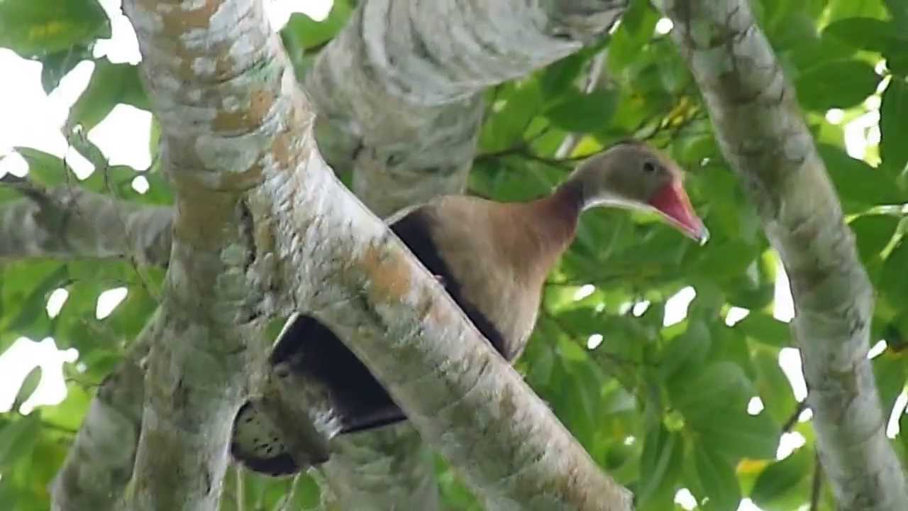 Pisingo (Sucre-Colombia) - YouTube