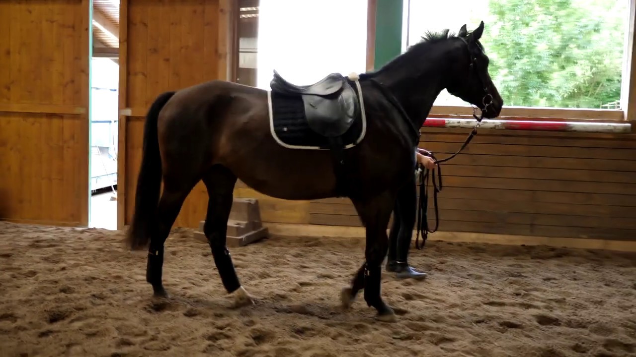 MY YOUNG HORSE BEING RIDDEN FOR THE FIRST TIME - YouTube