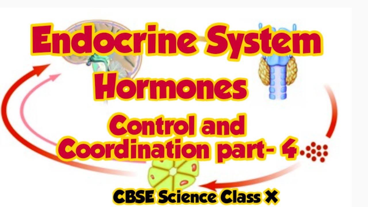Endocrine Glands, Hormones, Control and Coordination part- 4, CBSE ...