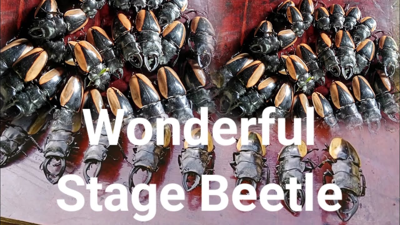 Most expensive insect Stage Beetle. - YouTube
