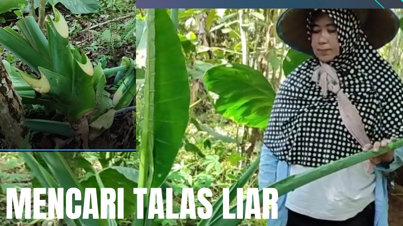 BERTUALANG MENCARI TALAS YANG TUMBUH LIAR #petualangan #makanan # ...