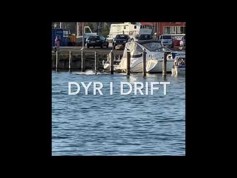 Delfinen Delle - YouTube
