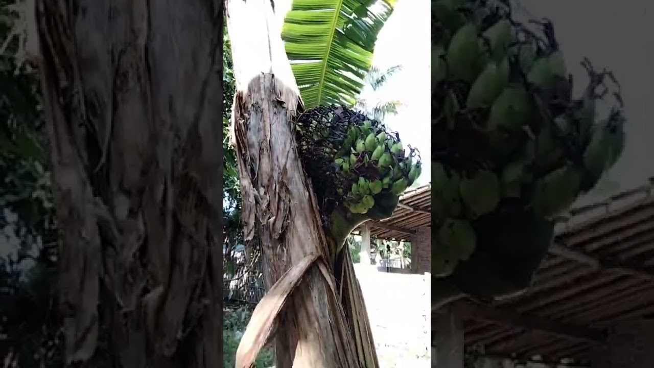 pohon pisang raja berbuah ditengah batang - YouTube