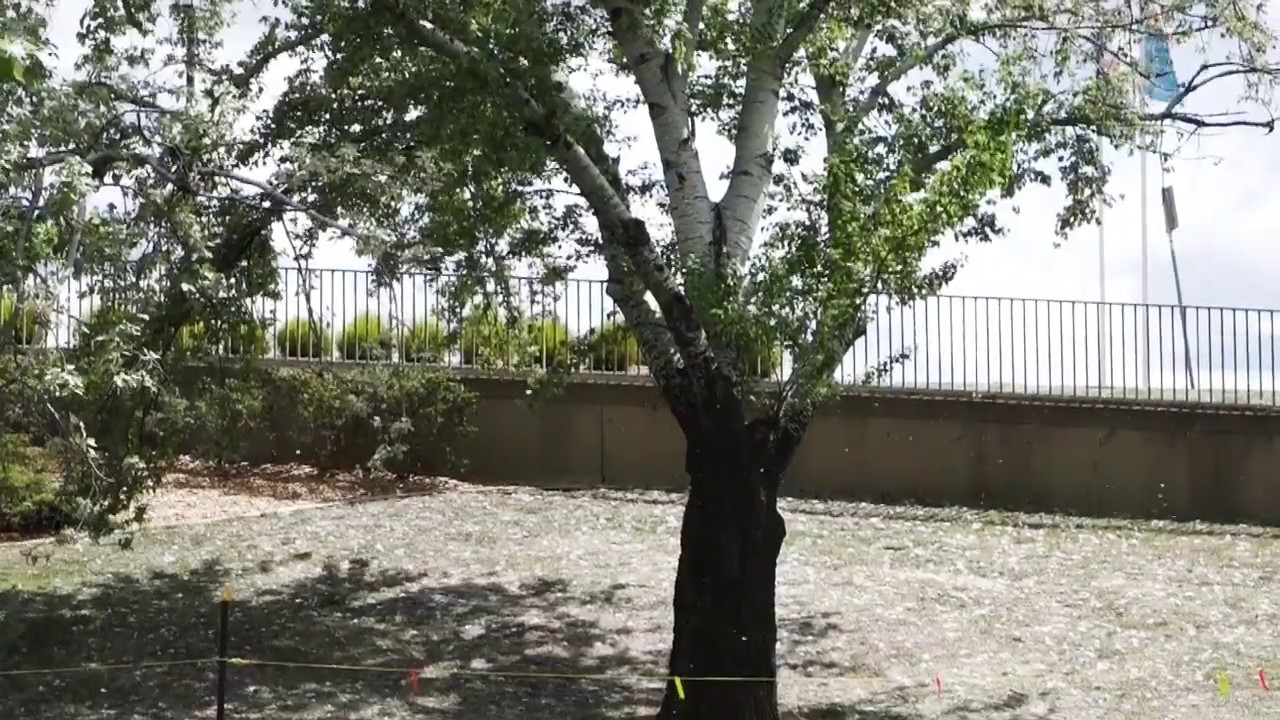 Regatta Point Trees, Lake Burley Griffin, Canberra - Australian Capital ...