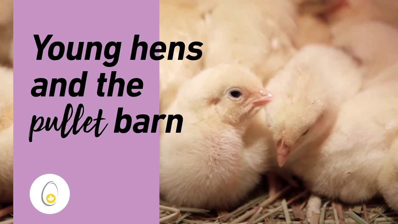 Young hens and the pullet barn - YouTube