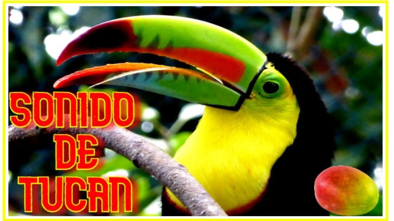 Sonido del Tucan Toucan Sound - YouTube