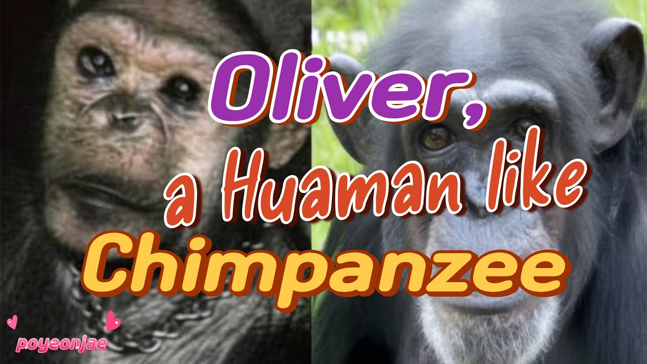 Oliver, a human-like chimpanzee - YouTube