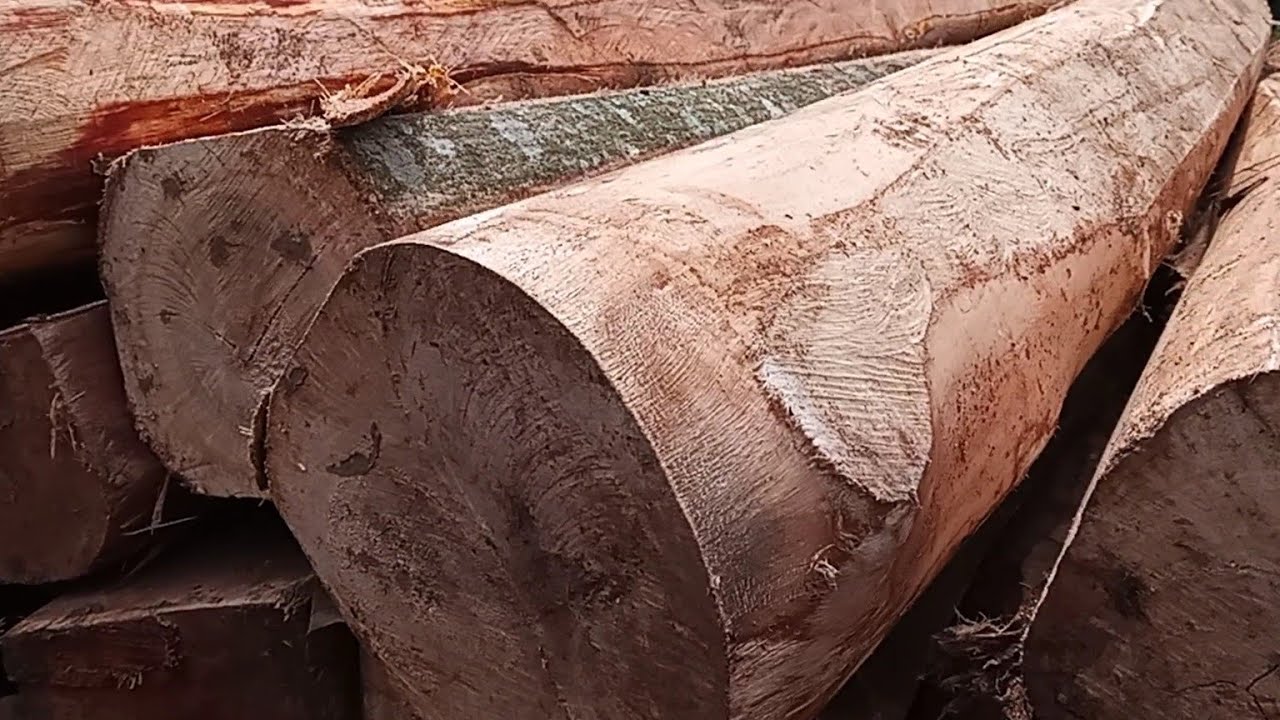 Selalu sabar, yang penting tetap berusaha (proses penggergajian kayu ...