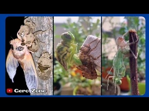 Unbelievable Molting Process of Insects (Ticks and Dragonflies) - YouTube