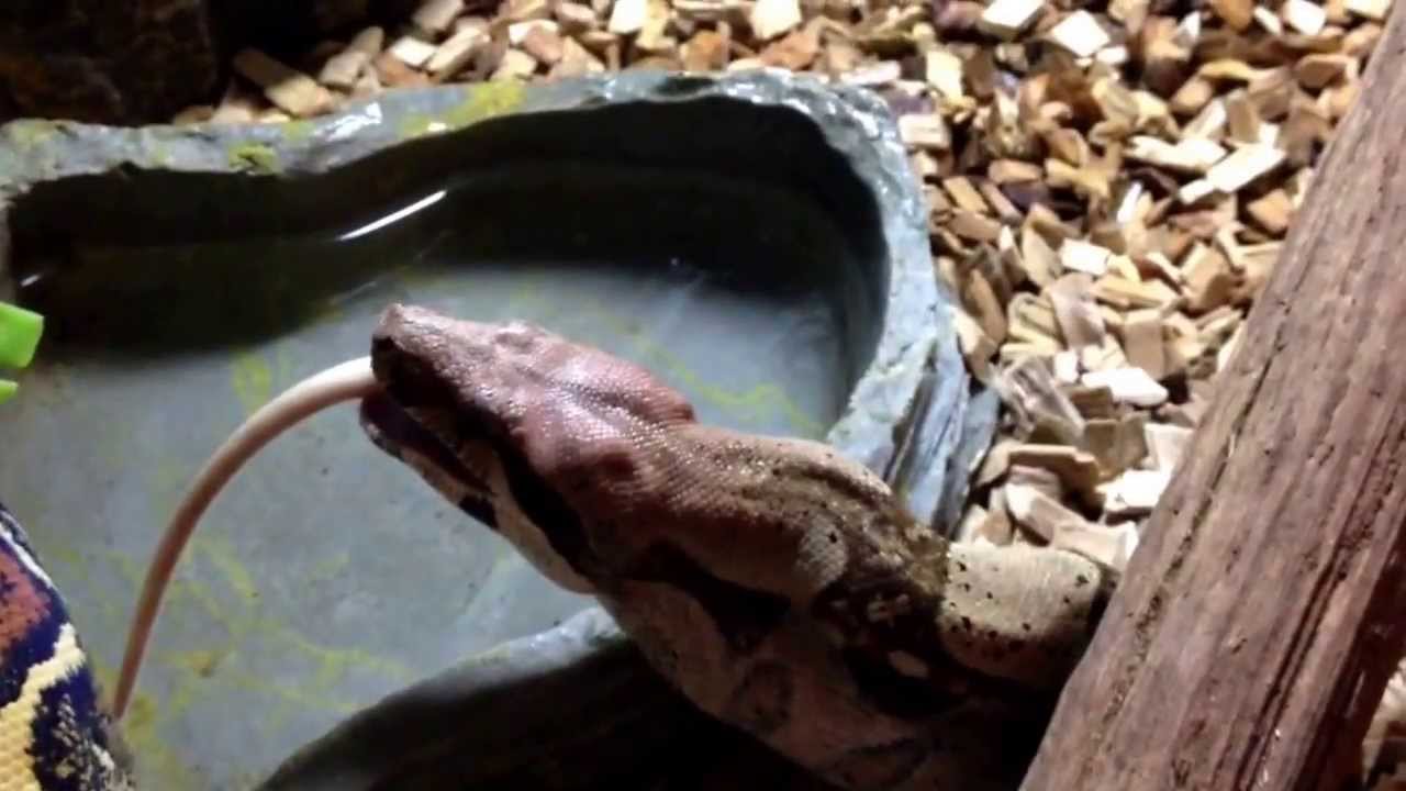 Boa constrictor imperator eat rat - YouTube
