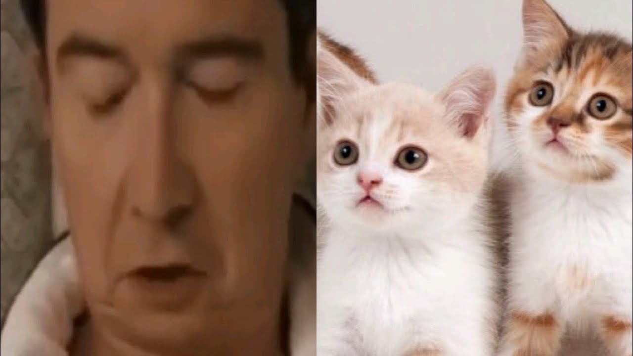 Rick Astley On Cat Pictures: “Incredible”, “Amazing.” - YouTube