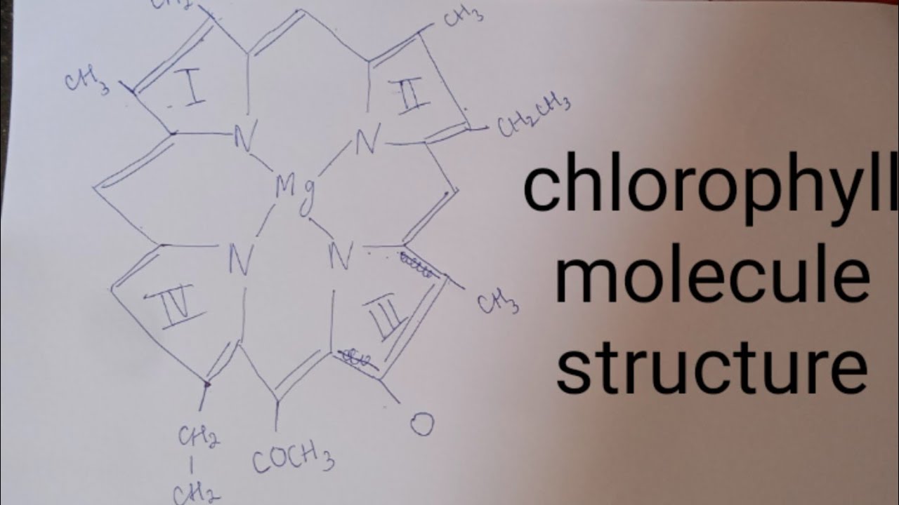 How to draw chlorophyll molecule structure in easiest way🌟 - YouTube