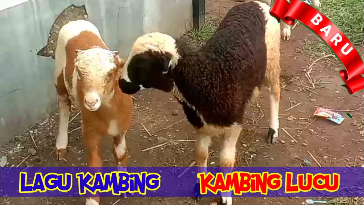 Suara domba , Cacamarica hey hey, anak kambing saya, embek embek lucu ...