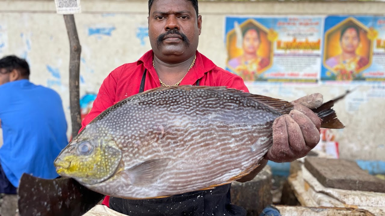 KASIMEDU SPEED SELVAM KOLI FISH CUTTING 💥 IN KASIMEDU FISH CUTTING 💥 ...