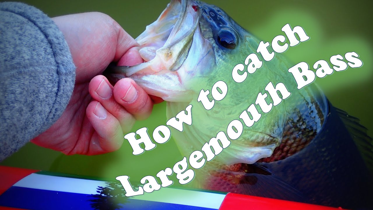 How to Catch Largemouth Bass - YouTube
