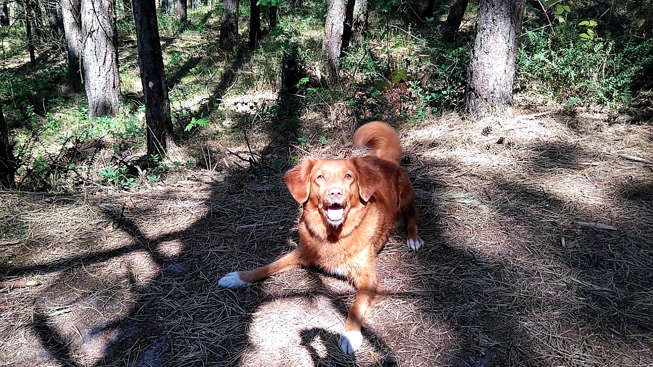 Toller scream. Screaming dog Duck tolling retriever. - YouTube