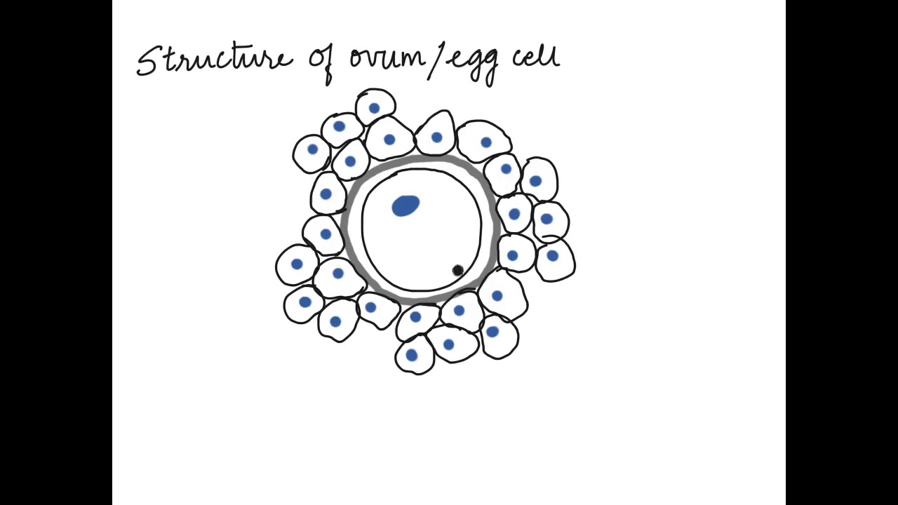 HUMAN REPRODUCTION: HUMAN OVUM WITH DIAGRAM_12 CBSE/ISC BY BIOLOGY4ALL ...