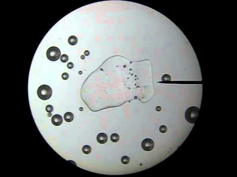 Microscopic View - Distilled Water Dissolving Mediterranean Sea Salt ...