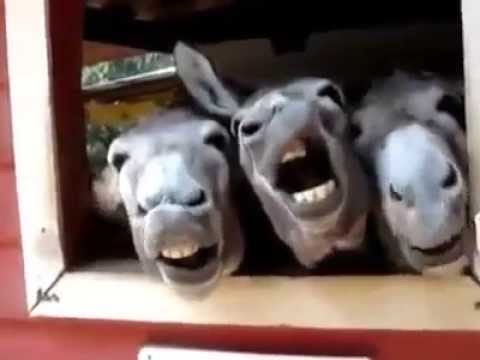 Bu eşşekler çok komik