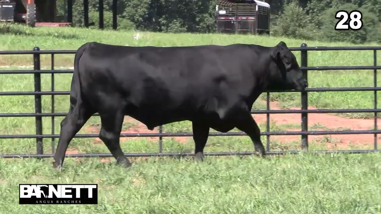 Barnett Angus Ranches Lot 28 - YouTube