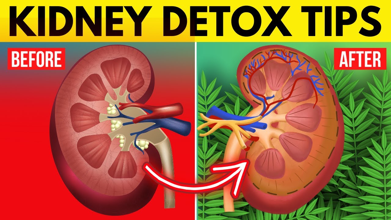 The Best 7 Foods to Cleanse and Repair Kidneys at Home for Senior ...