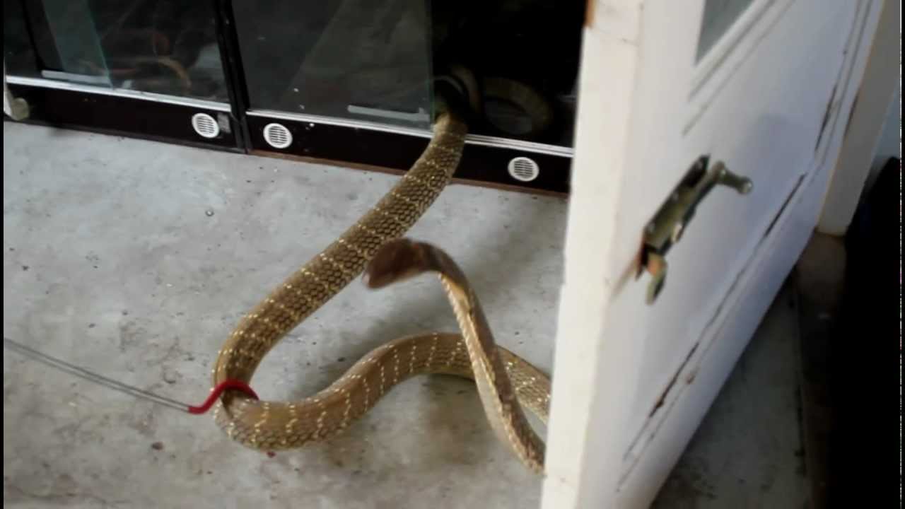 king cobra handling.. - YouTube